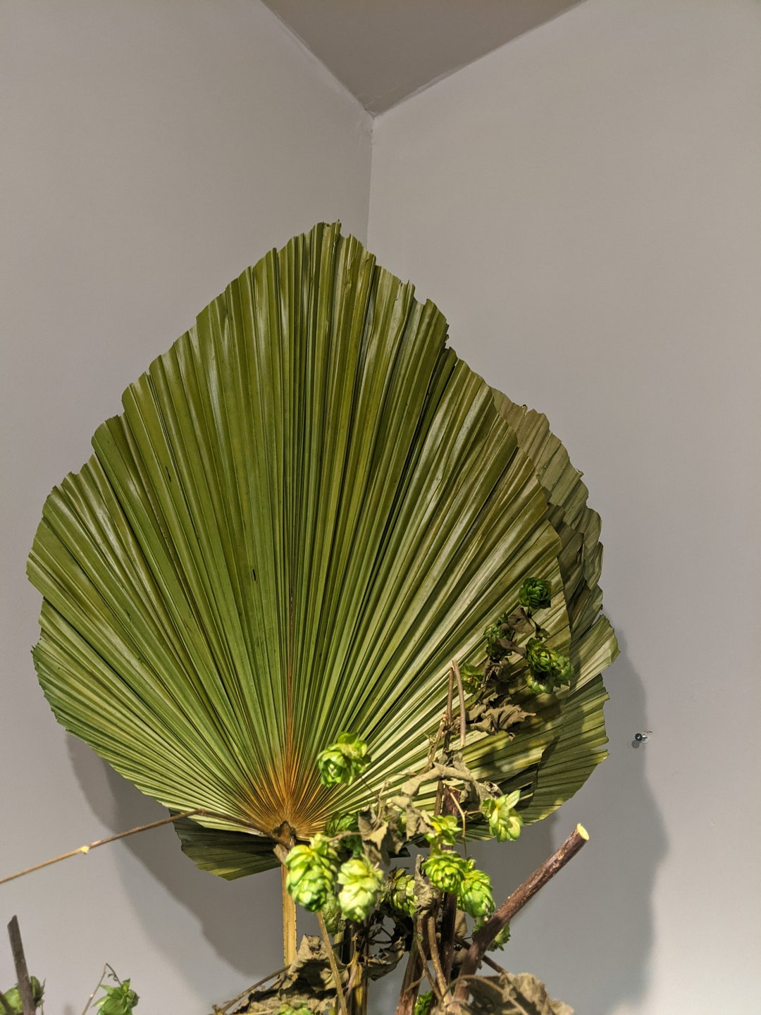 3pc X 4ft Moss Green Anahaw Natural Stem/green Fan Leaf\ Dried Palm ...