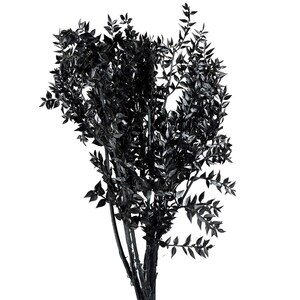 Off White Bleached Italian Ruscus Bunch Dried Floral Decor White Ruscus ...
