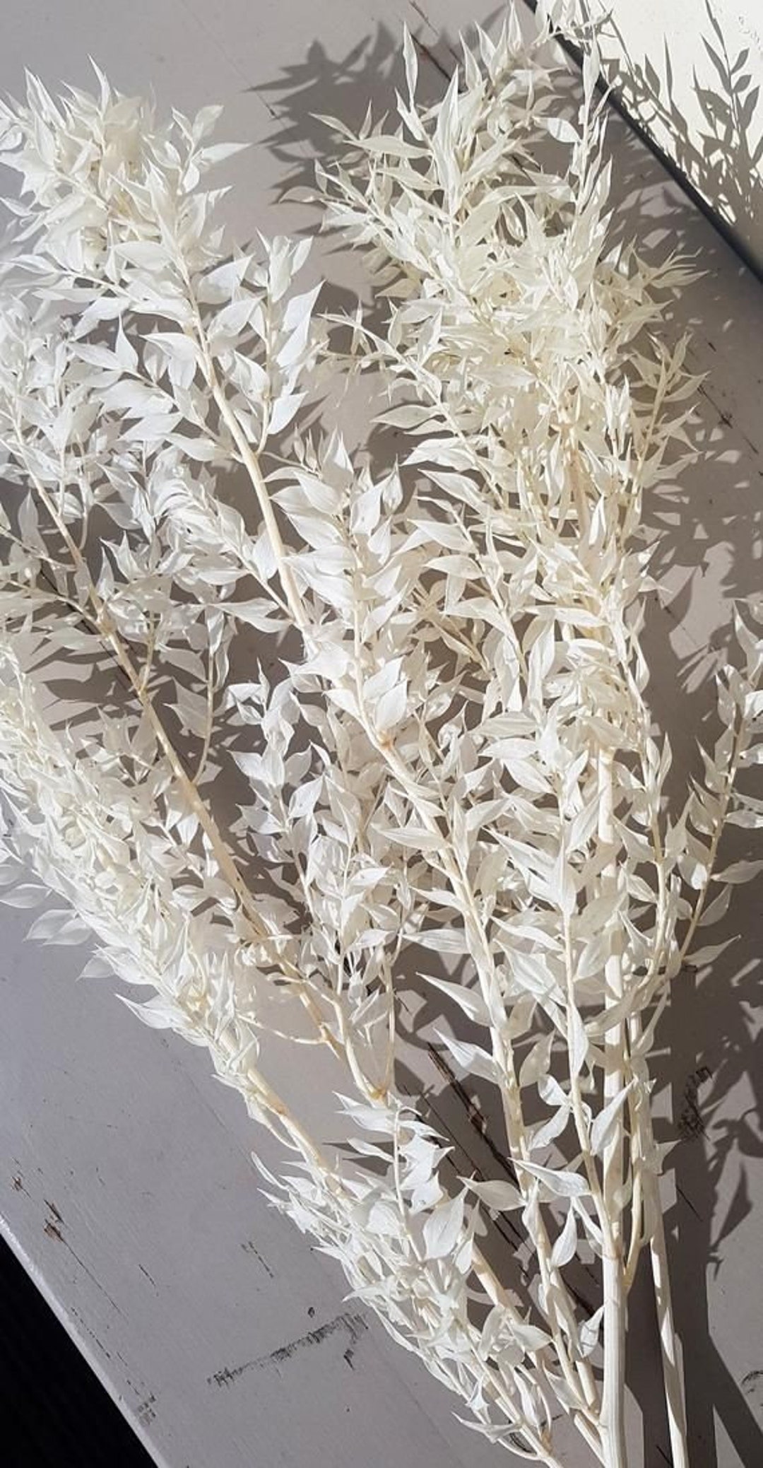 White Bleached Ruscus Bunch | Dried Floral Decor| White Ruscus Plant ...