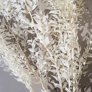 White Bleached Ruscus Bunch | Dried Floral Decor| White Ruscus Plant ...