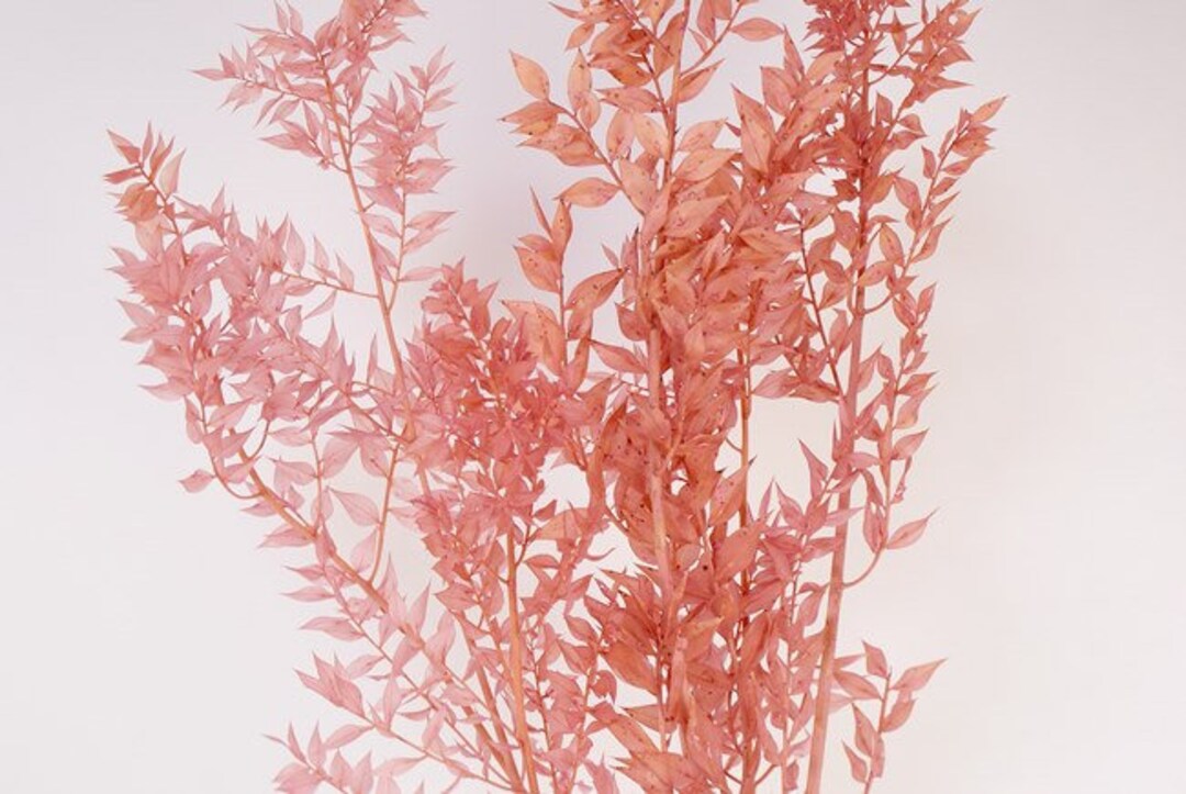 Dusty Pink Italian Ruscus Bunch | Dried Floral Decor| Ruscus Stems ...
