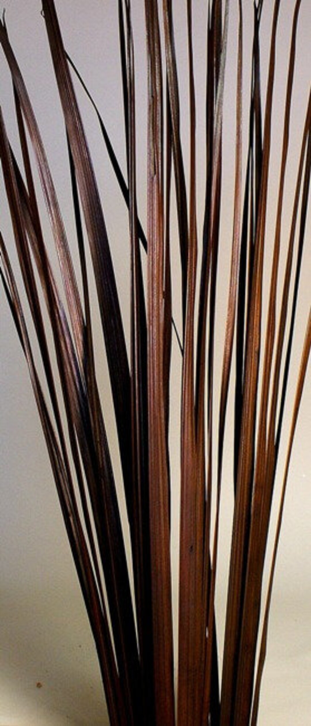 5ft EXTRA Tall Brown Rustic Cacho Grass Bundle/dried Grass/dried Palm ...