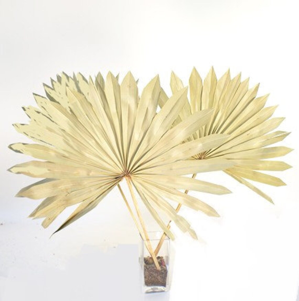 KING Size Pearly Gold Sun Palm Stems Big Dried Palm Leaf - Etsy