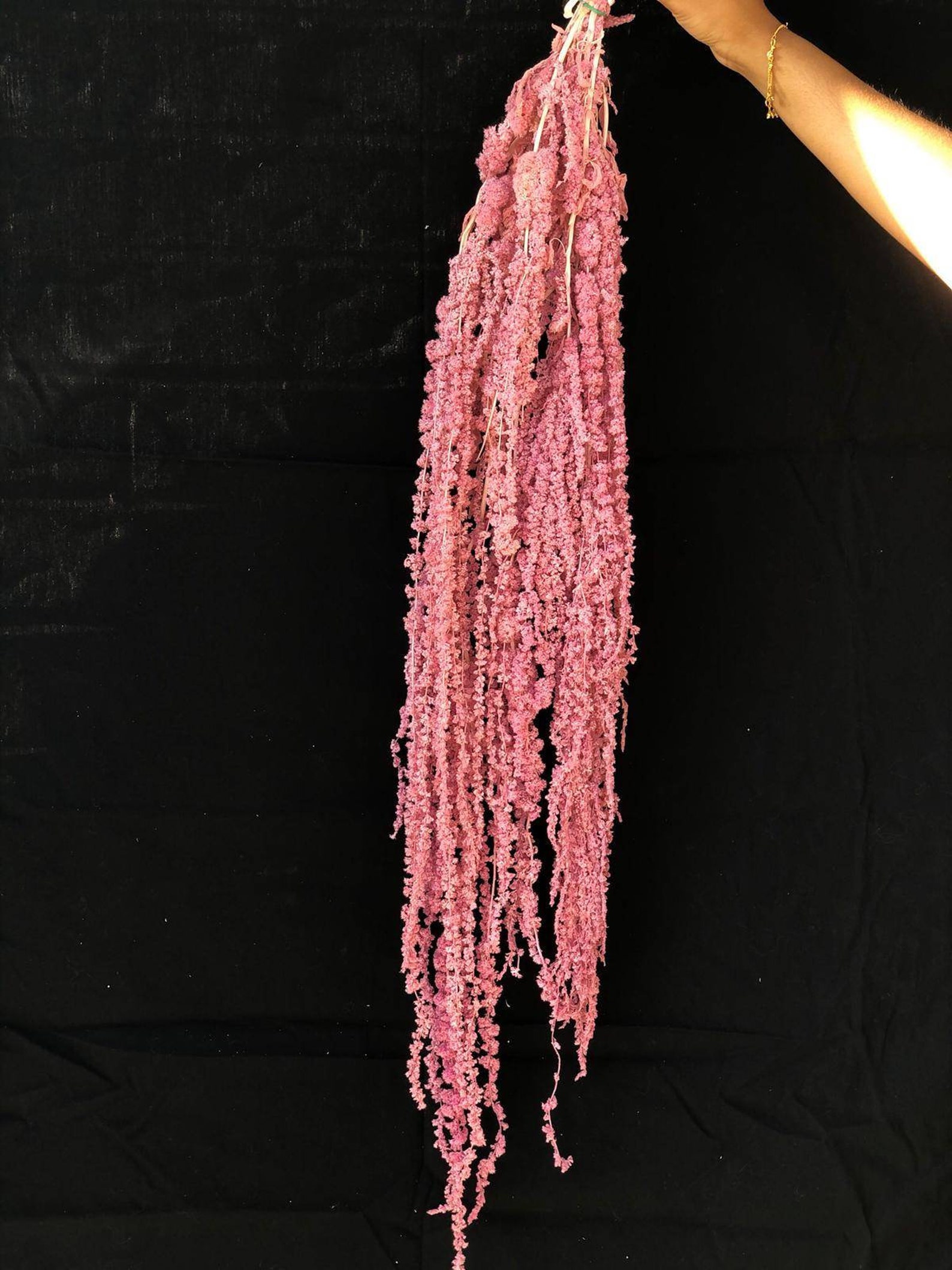 Preserved Pink Hanging Amaranthus 18-25 Trailing - Etsy