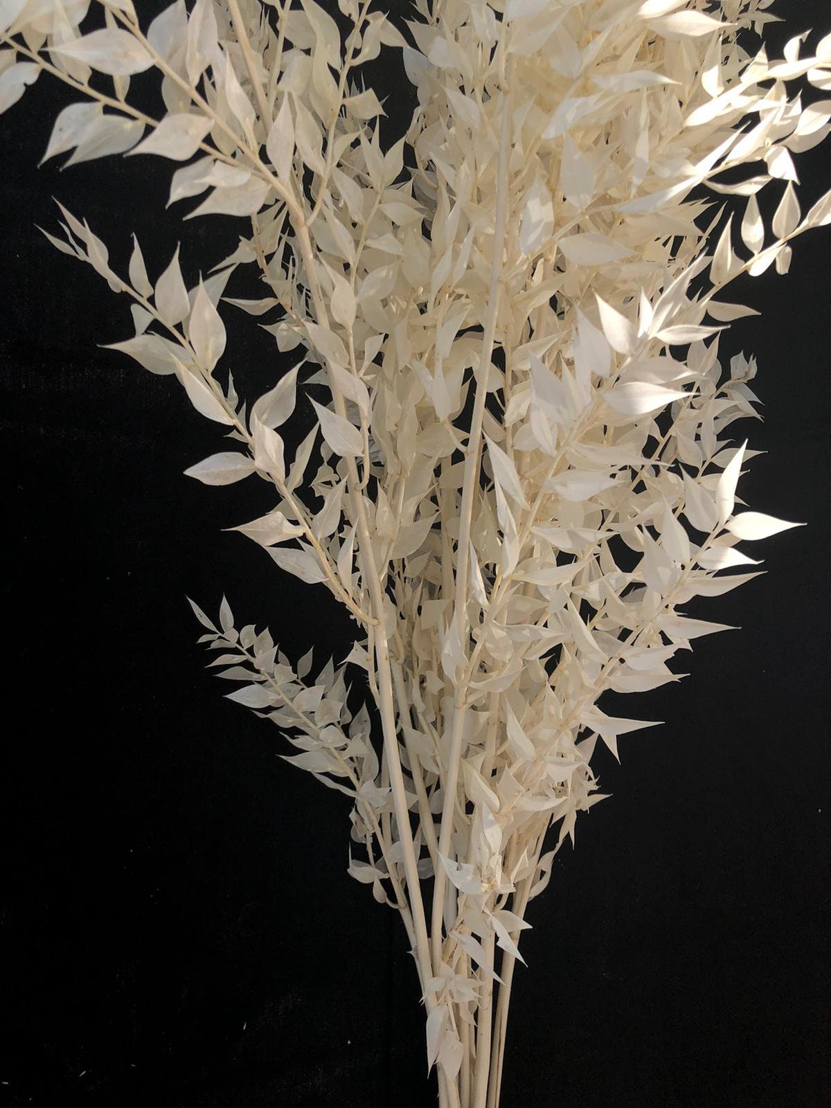 Off White Bleached Italian Ruscus Bunch Dried Floral Decor - Etsy