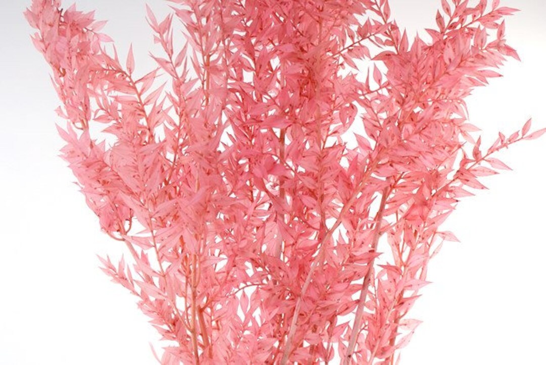Pink Ruscus Bunch | Dried Floral Decor| White Ruscus Plant Stems|white ...