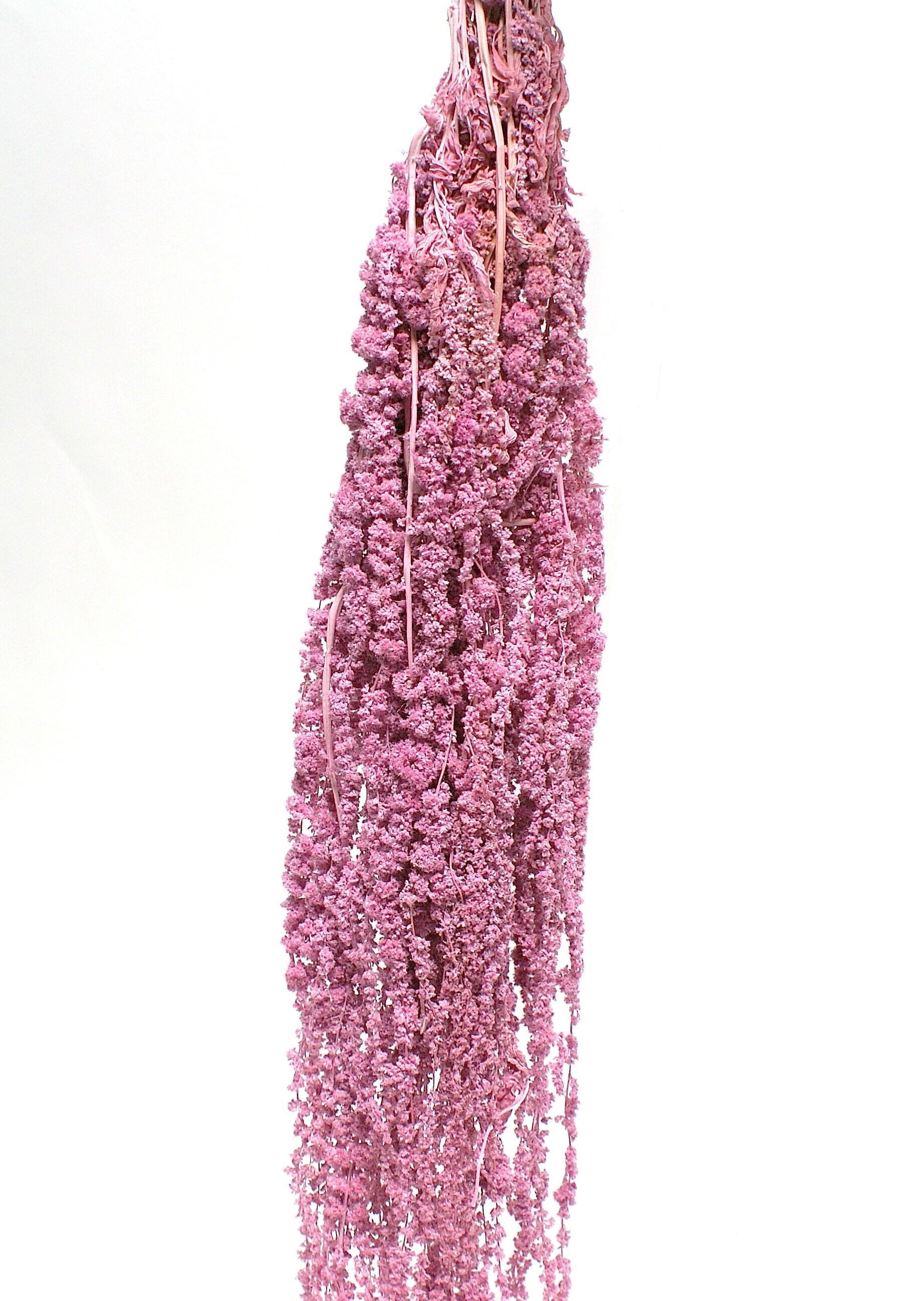 Preserved Pink Hanging Amaranthus 18-25 Trailing - Etsy Canada
