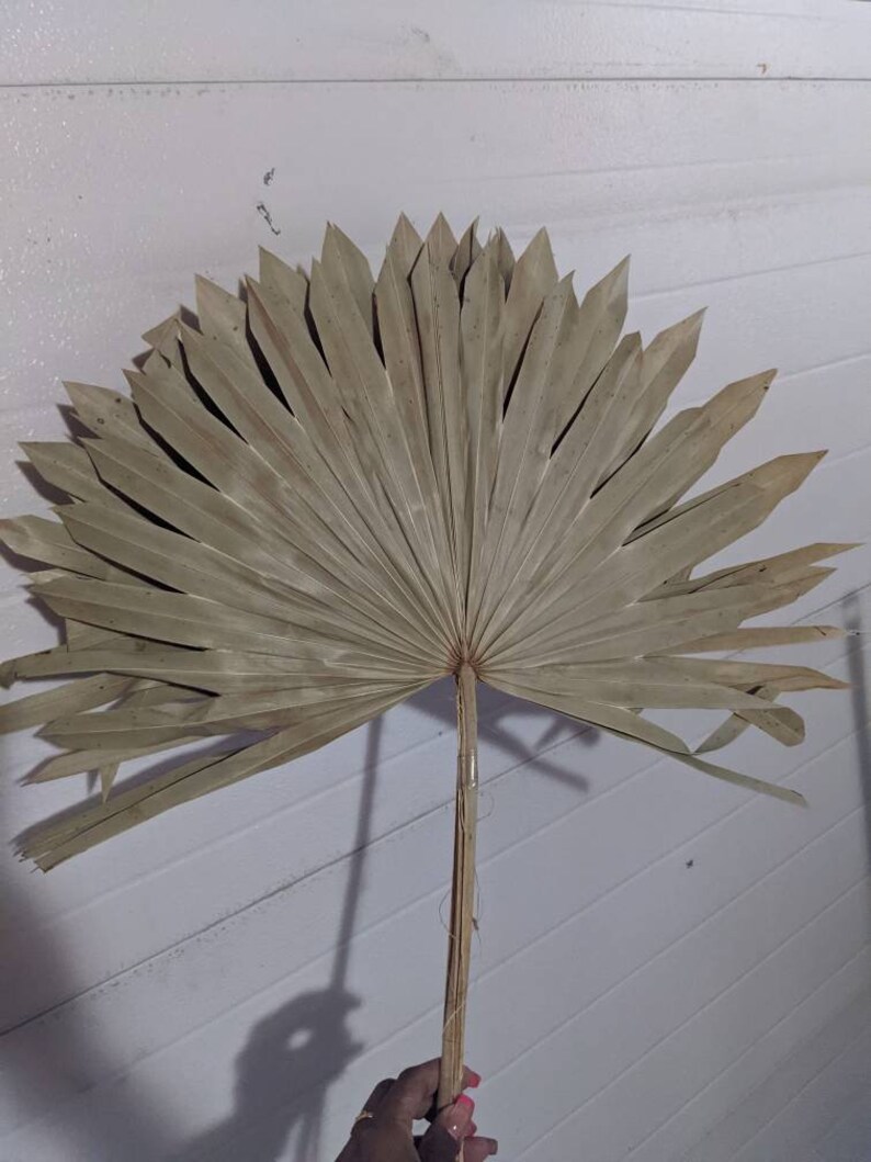 KING Size Pearly Gold Sun Palm Stems Big Dried Palm Leaf - Etsy