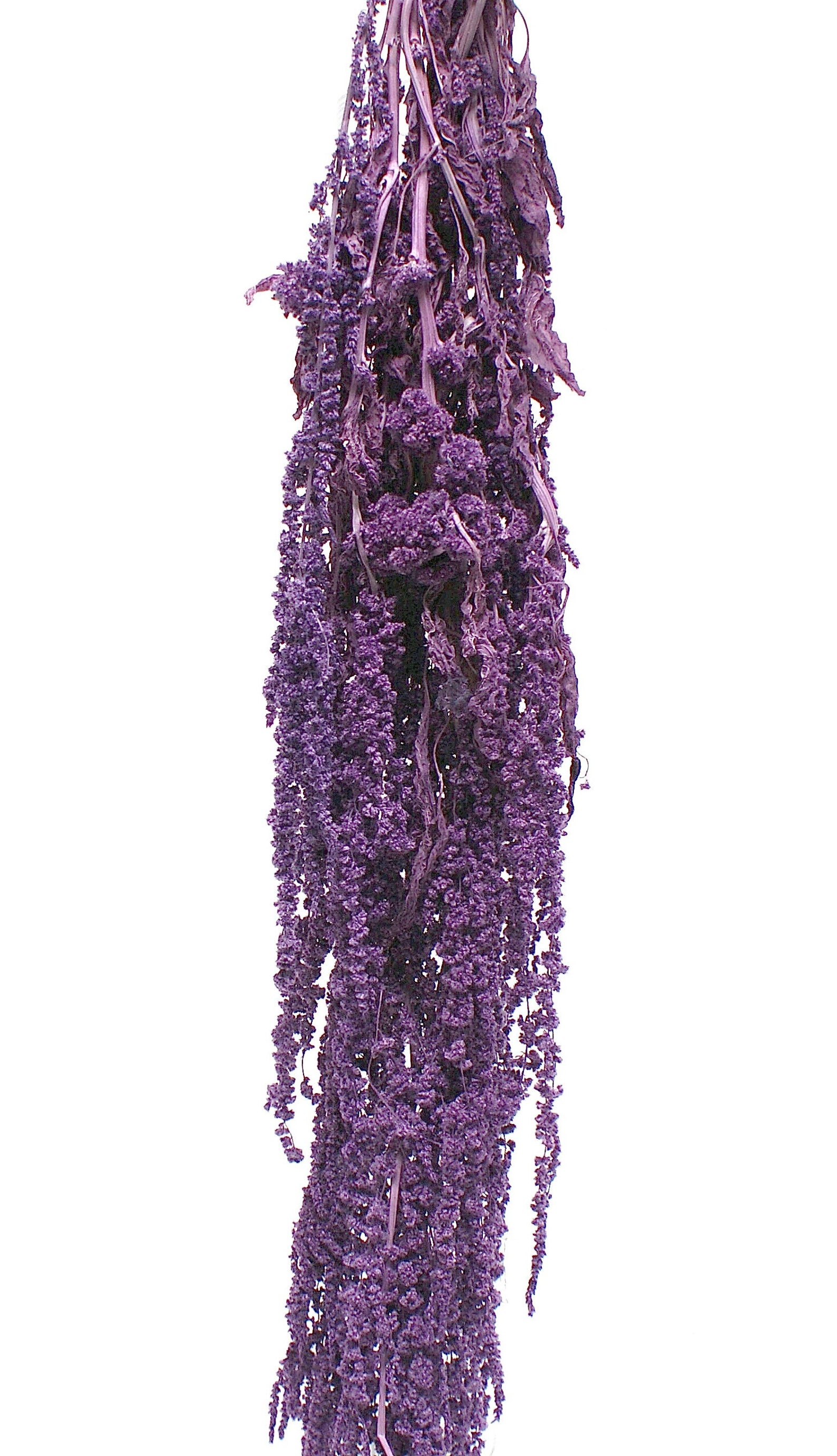1pc Hanging Amaranthus/ 18-25 Trailing Amaranthus - Etsy Canada