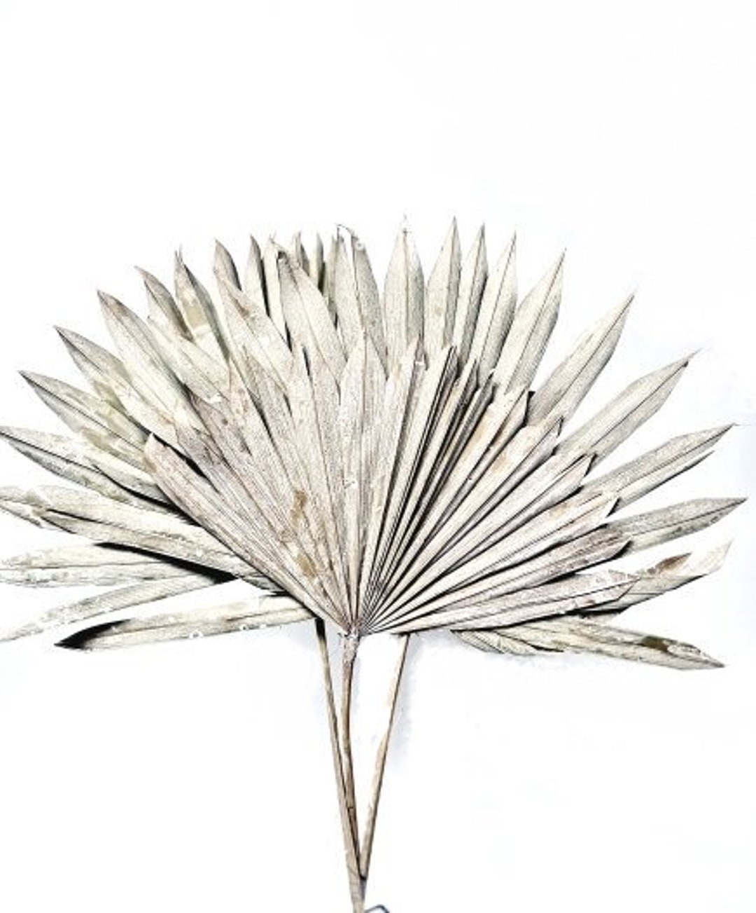 KING Size Whitewashed Sun Palms | Big Dried Palm Leaf | Dried Fan Palm ...
