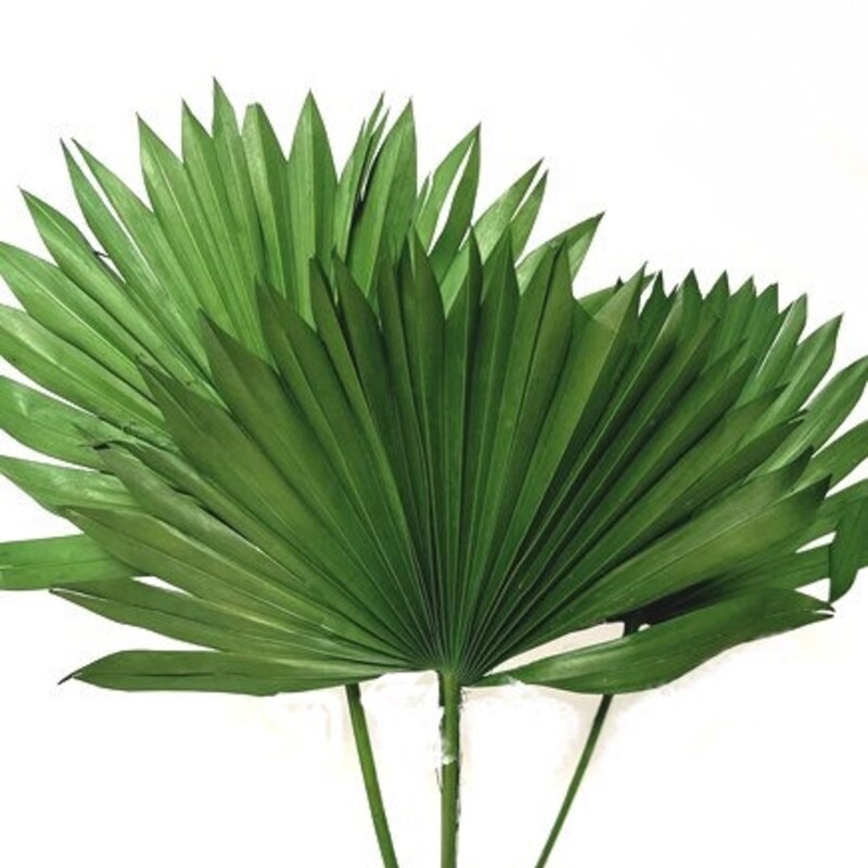 Palm Leaf Hand Fans - Etsy