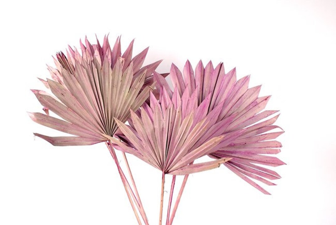 Pink Mix Sun Palm | Pink Sun Dried Palm Leaf | Dried Fan Palm Suns ...