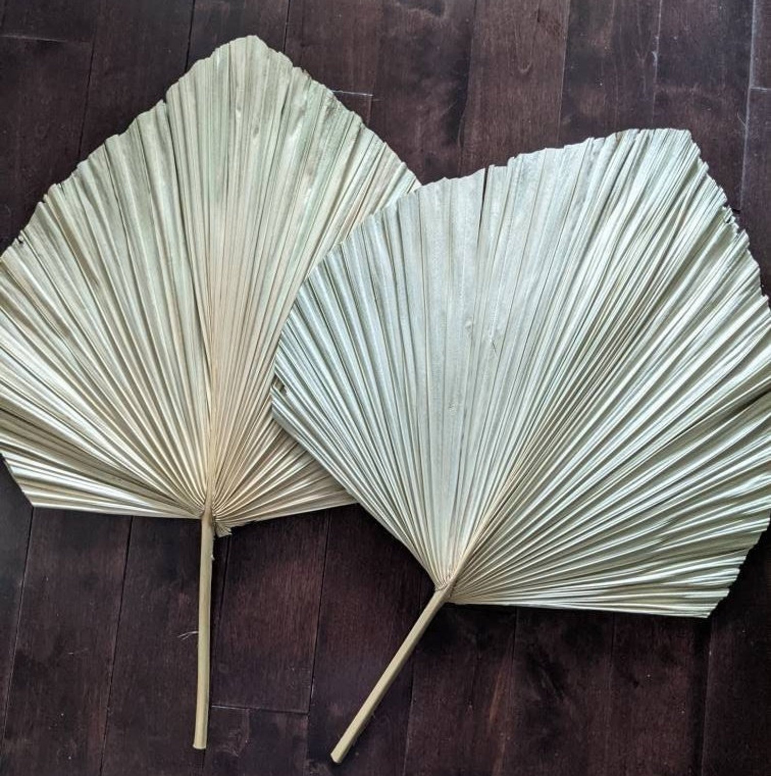 Large Anahaw Natural Stem 1.5ft Natural Anahaw Natural - Etsy Canada