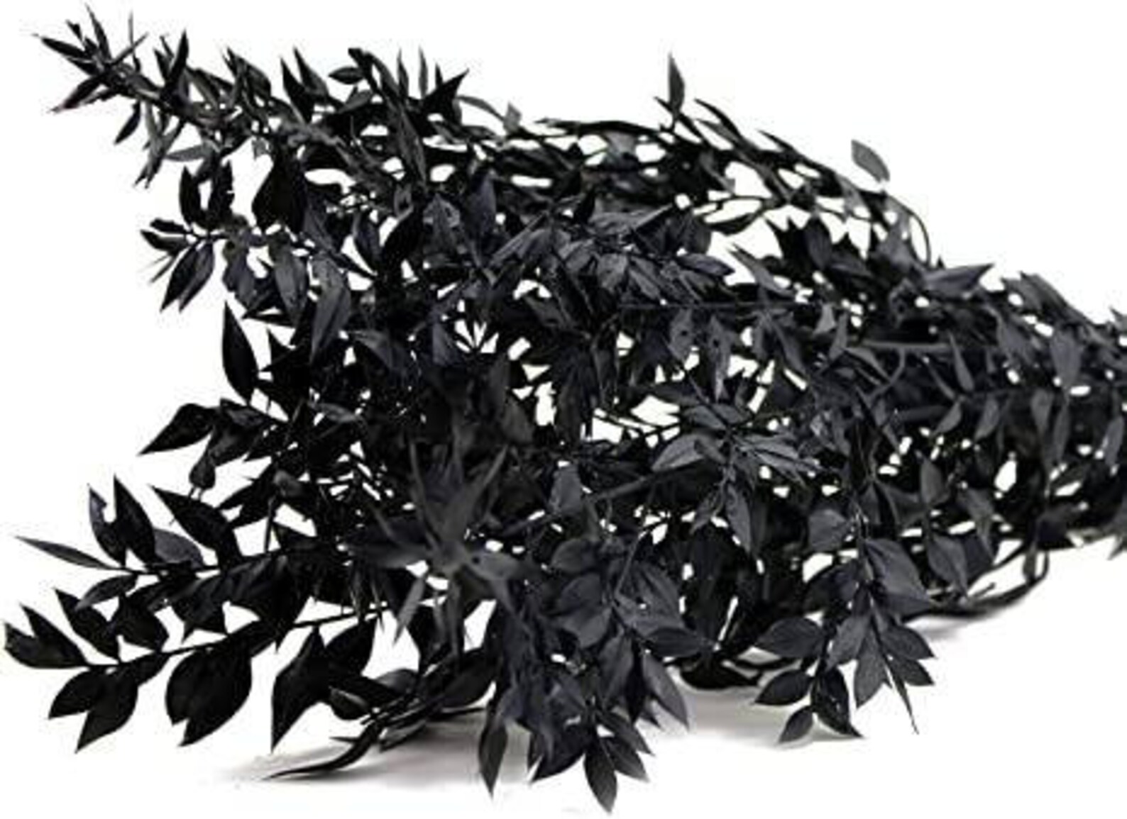 Black Ruscus Bunch Dried Floral Decorblack Dried Ruscus - Etsy