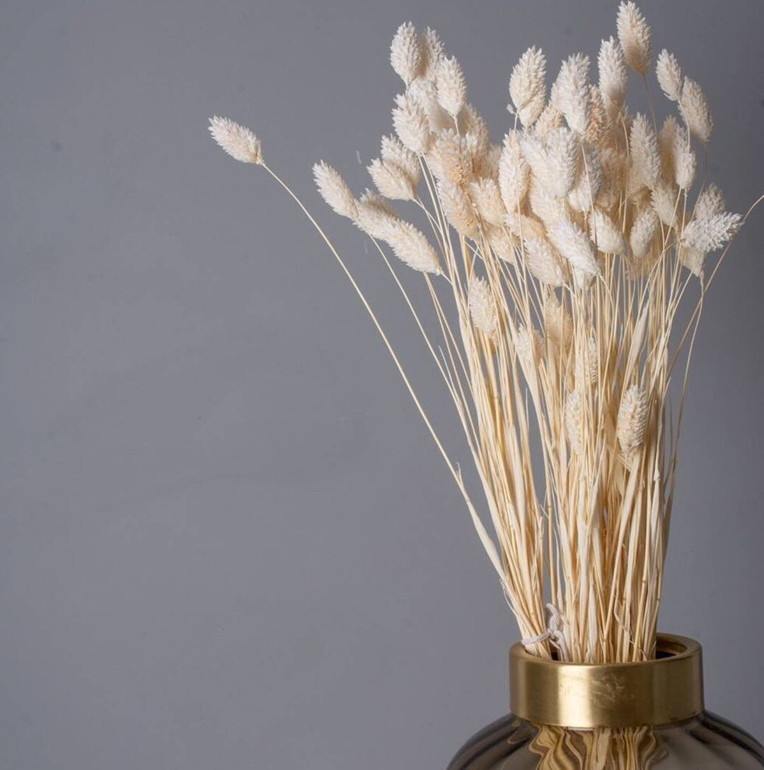 24" Tall Bleached Phalaris Bundle \ Phalaris Dried Florals | Bleached ...
