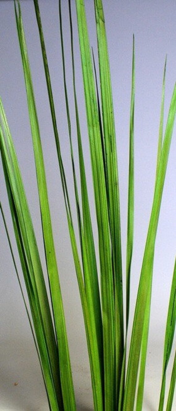 6ft EXTRA Tall Green Cacho Grass Bundle/dried Grass/dried Palm - Etsy ...