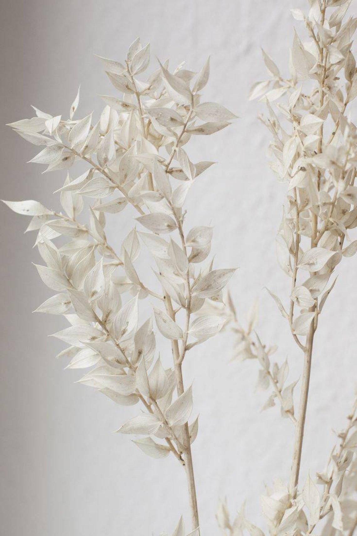 Off White Bleached Italian Ruscus Bunch Dried Floral Decor - Etsy