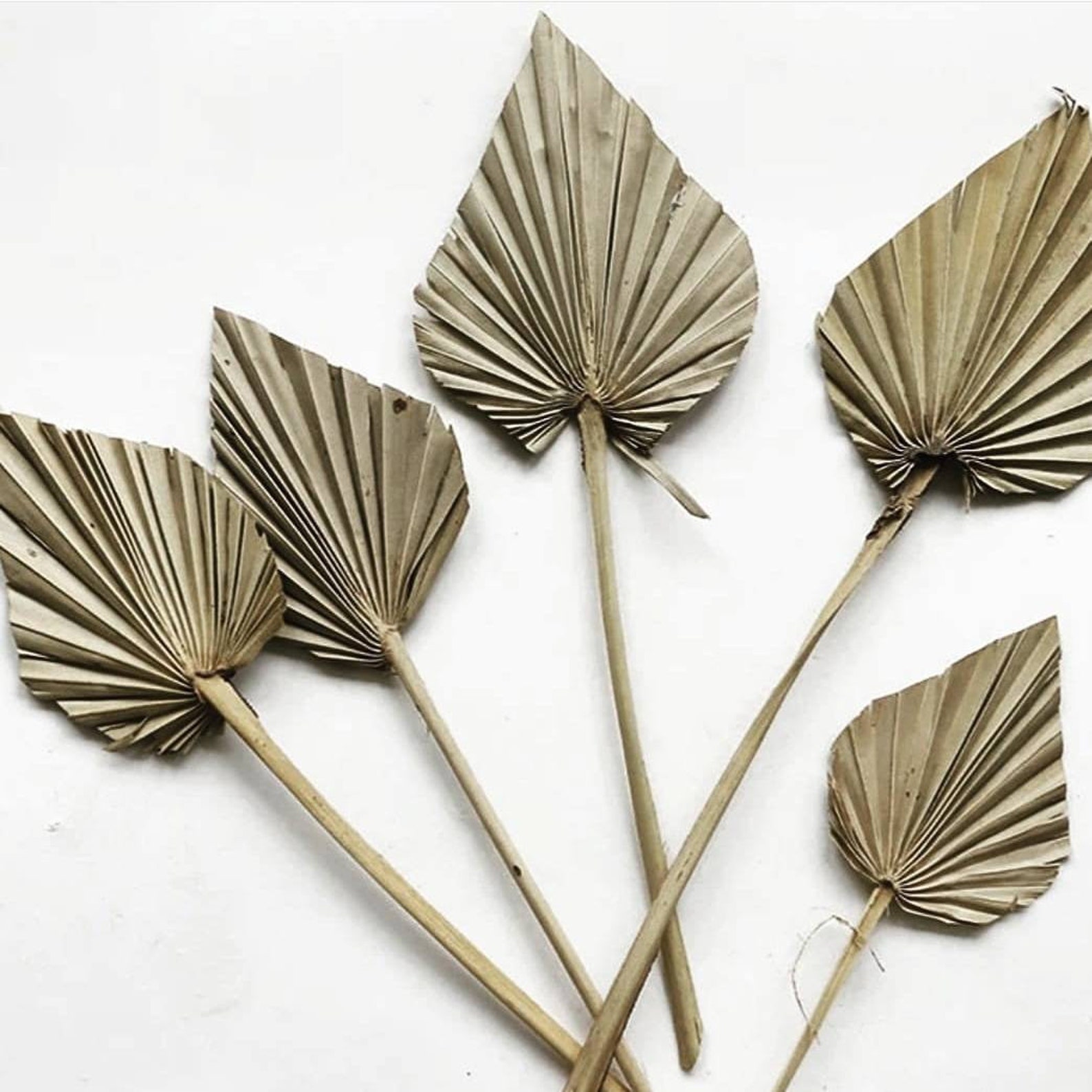 Gold Mini Palm Spear Stems Dried Palm Leaf Cake Topper Diy - Etsy