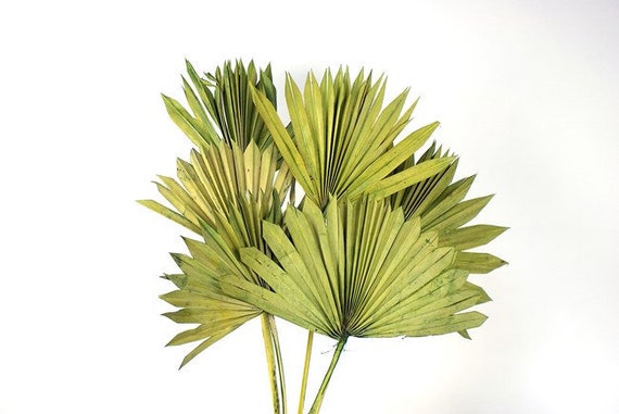 Green Sun Palm Green Sun Dried Palm Leaf Dried Fan Palm - Etsy