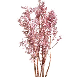 Off White Bleached Italian Ruscus Bunch Dried Floral Decor White Ruscus ...