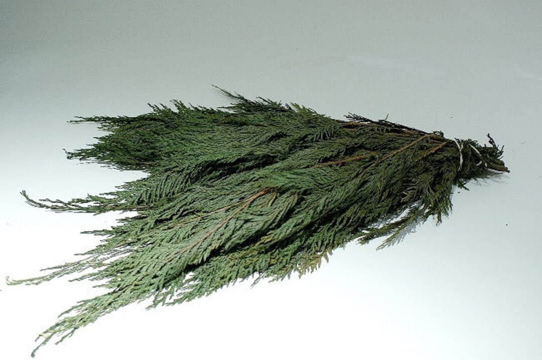 Dark Green Natural Preserved Cedar Branches |natural Christmas Decor ...