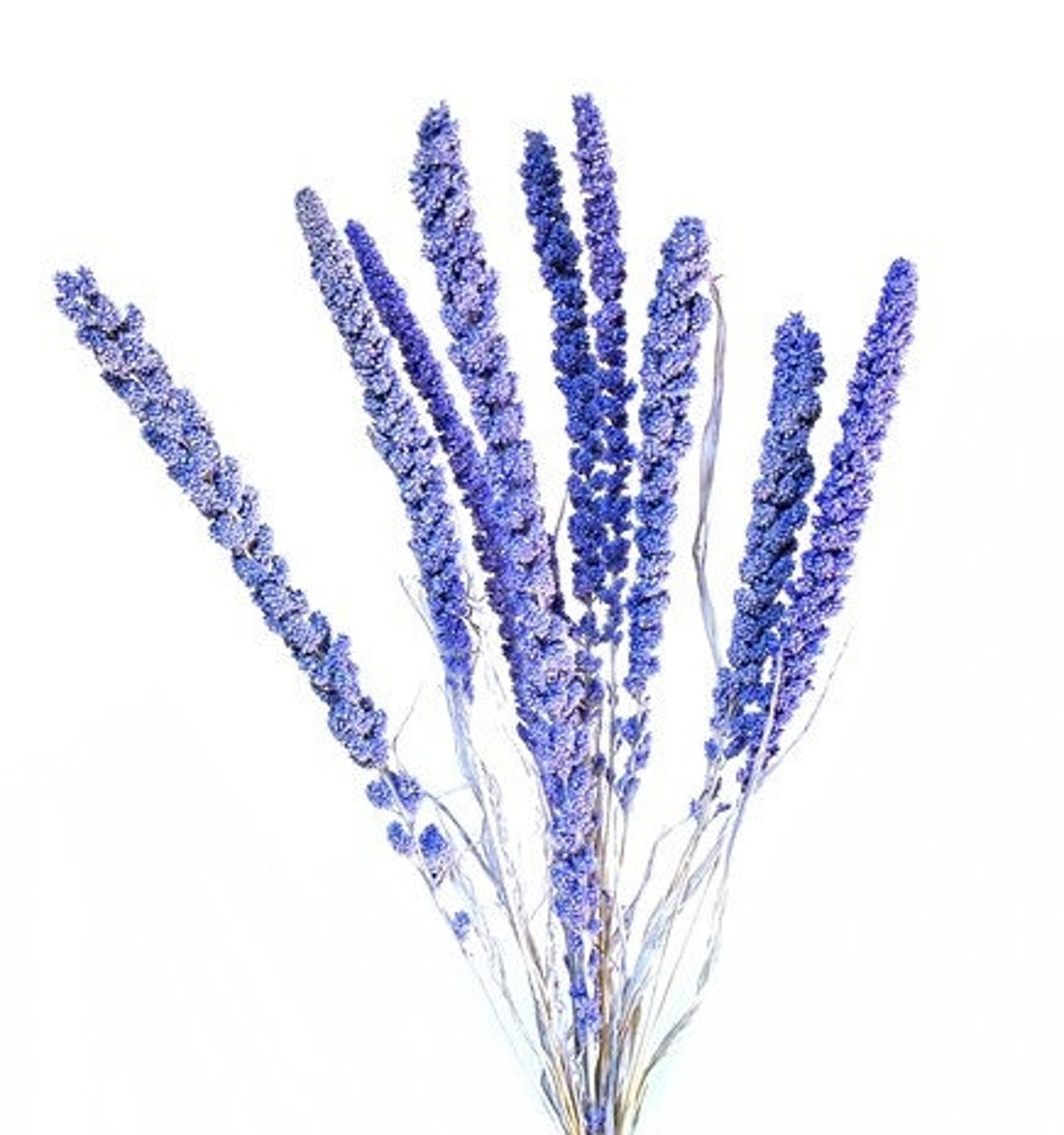 25" Lilac Long Setaria Bunch | Setaria Bundle | Lilac Fox Tails ...