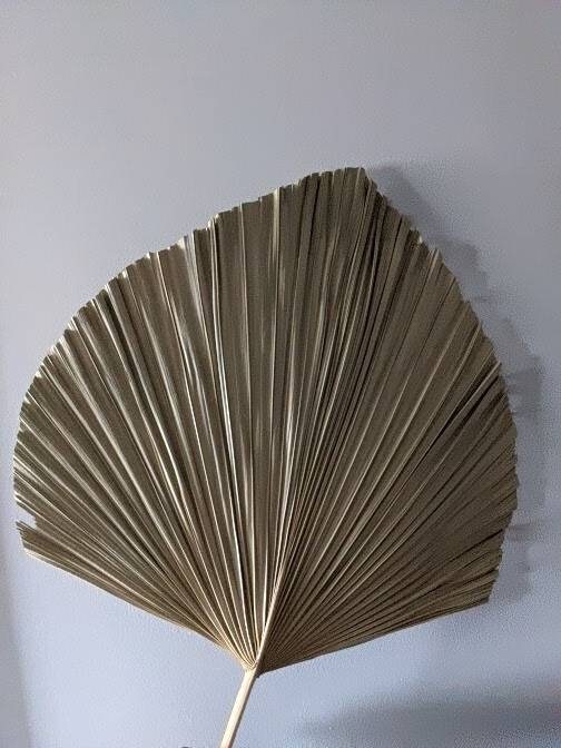 Large Anahaw Natural Stem 1.5ft Natural Anahaw Natural - Etsy Canada