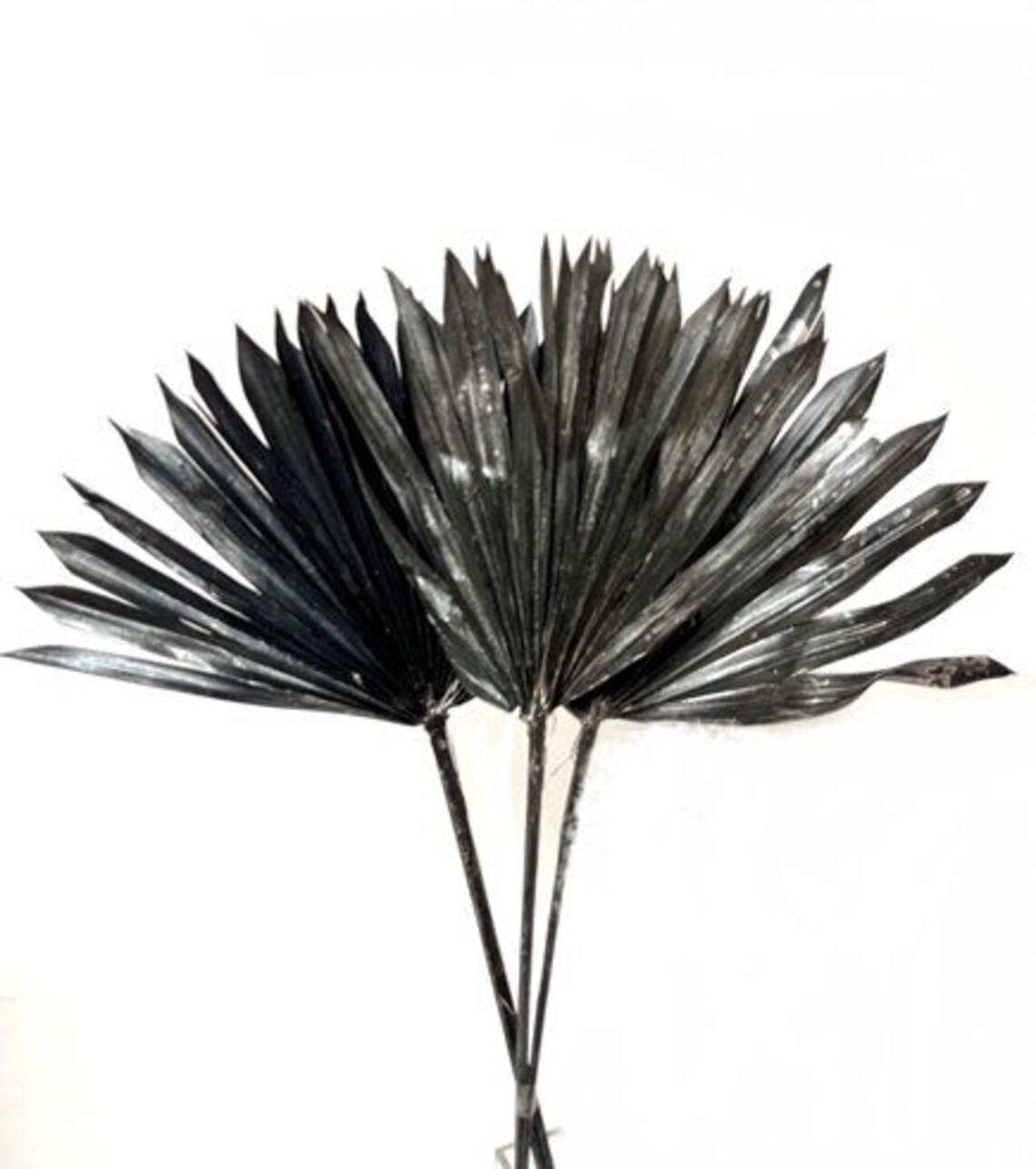 KING Size Pearly Gold Sun Palm Stems Big Dried Palm Leaf - Etsy