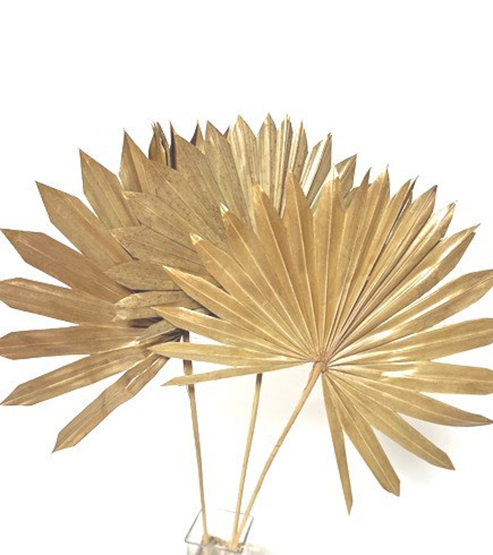 KING Size Pearly Gold Sun Palm Stems Big Dried Palm Leaf - Etsy