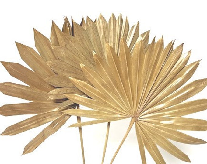KING Size Pearly Gold Sun Palm Stems| Big Dried Palm Leaf | Dried Fan ...