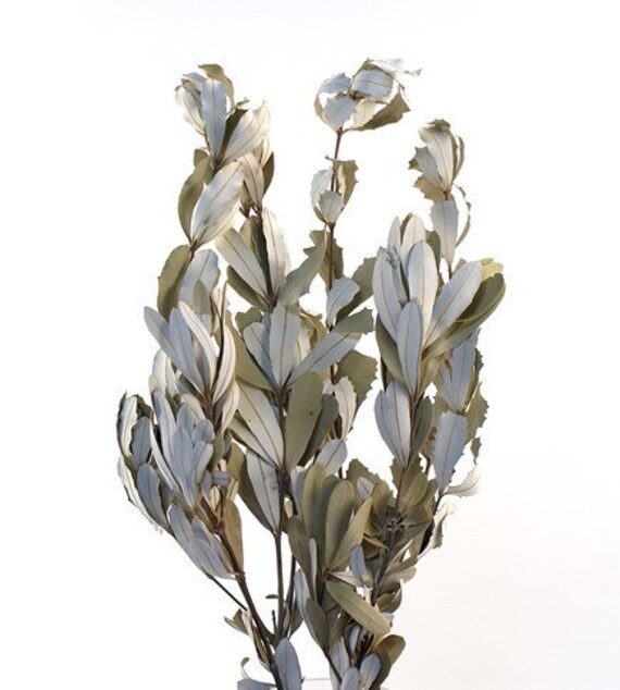 Preserved Natural Integrifolia Bunch Integrifolia Bundle | Etsy