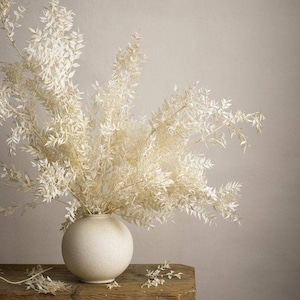 Off White Bleached Italian Ruscus Bunch Dried Floral Decor White Ruscus ...