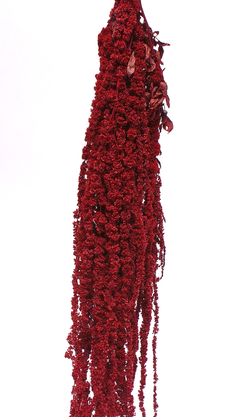 Red Hanging Amaranthus/ 18-25 Trailing Amaranthus - Etsy Canada