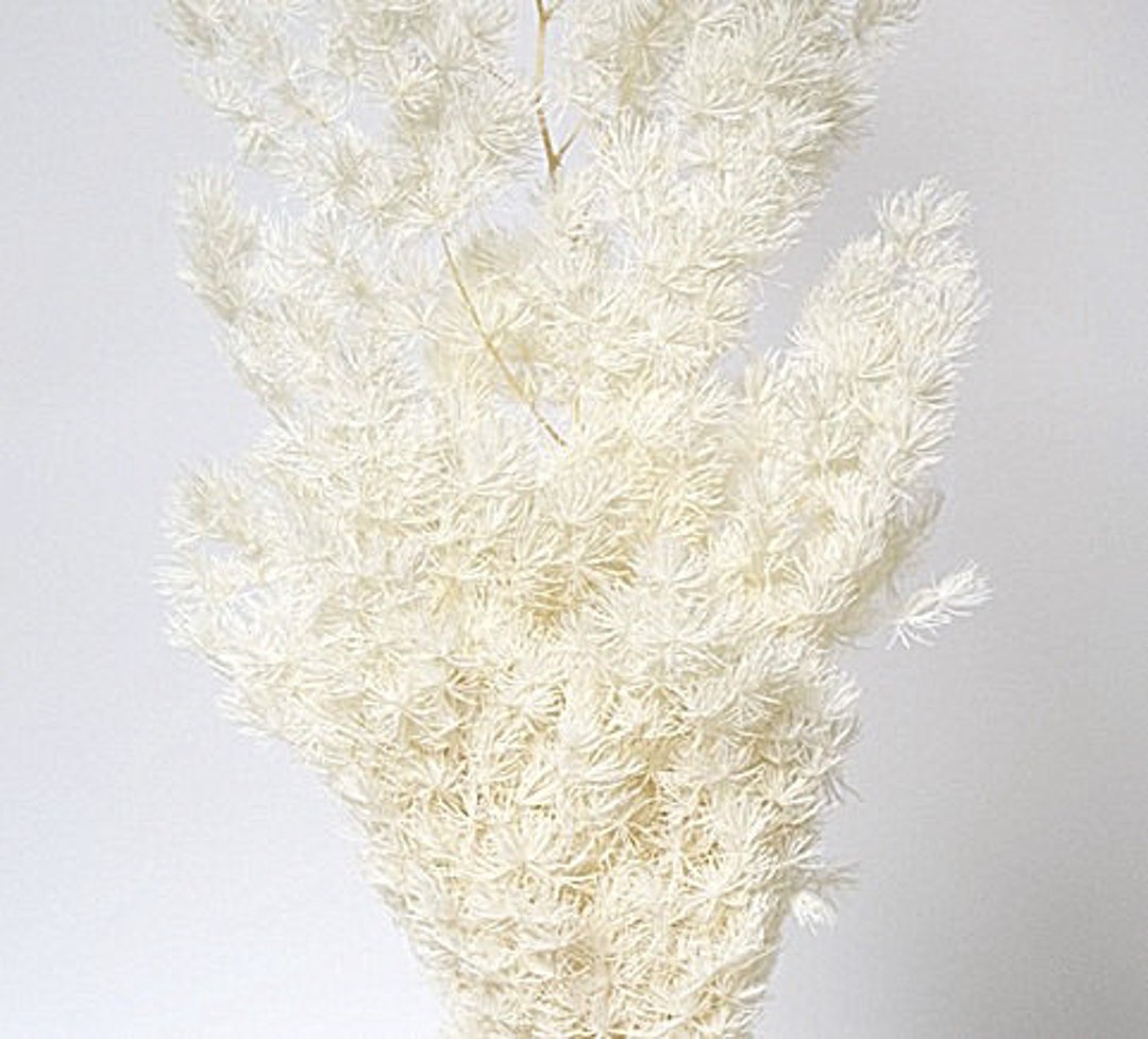 White Ming Fern | Ming Fern Bunch | Dried Florals | Preserved Ming Fern ...