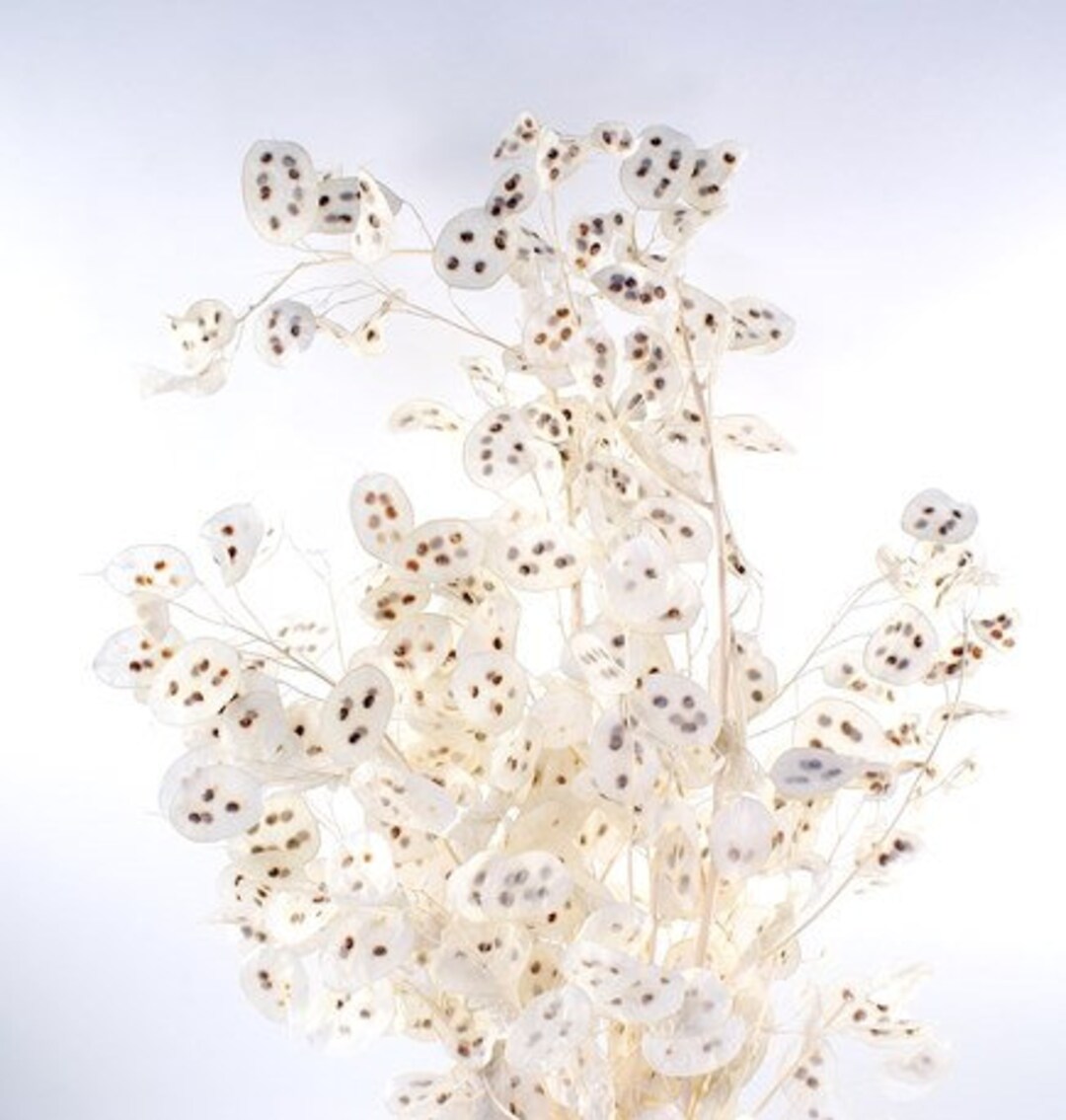 Bleached Lunaria Bundle Dried Floral Decor| Natural Lunaria Flowers ...