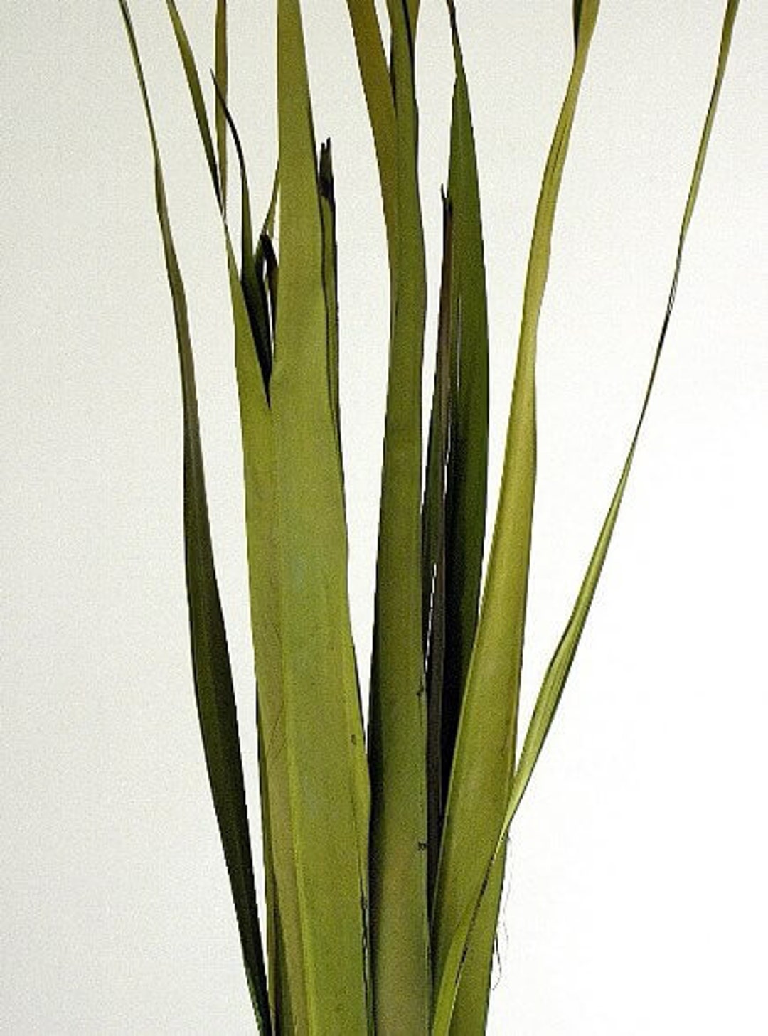 3ft Tall Green Cacho Palm Grass Leaves Bundle/faux Tall Green Grass ...