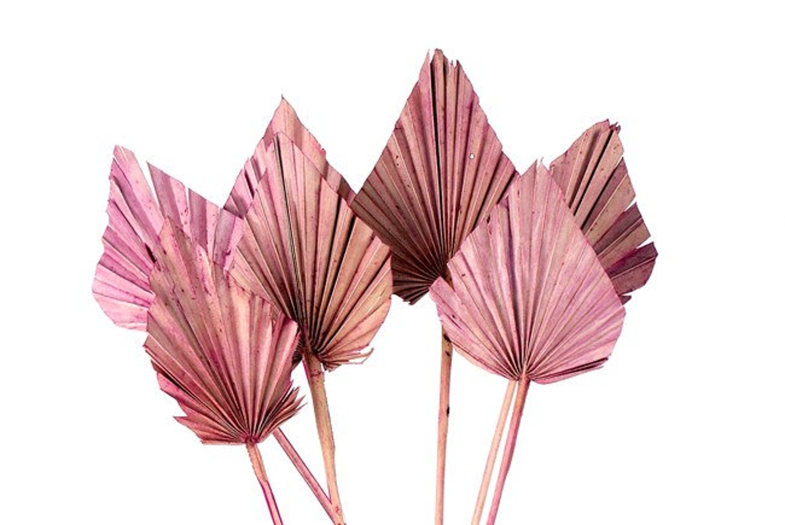 Gold Mini Palm Spear Stems Dried Palm Leaf Cake Topper Diy - Etsy