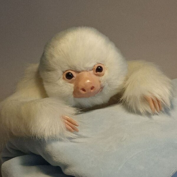 Sloth Stuffed Animal - Etsy