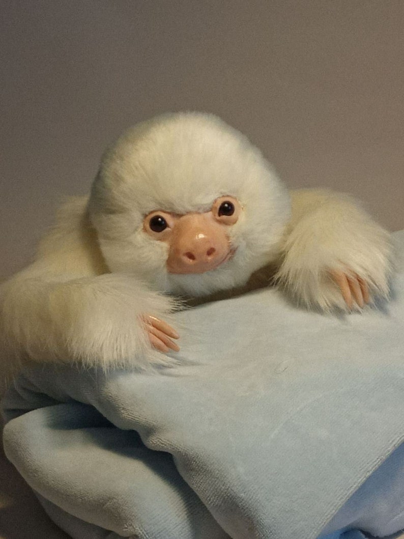 Realistic Cute Albino Sloth Toy Artificial Stuffed Wild Animal Soft ...