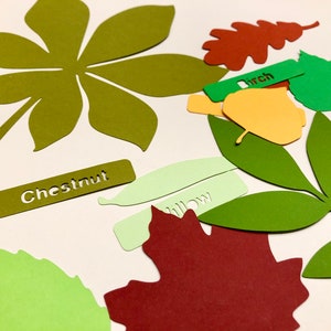 Types of Tree Leaves Cut File- a Science and Botany Download for ...