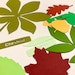 Types of Tree Leaves Cut File- a Science and Botany Download for ...