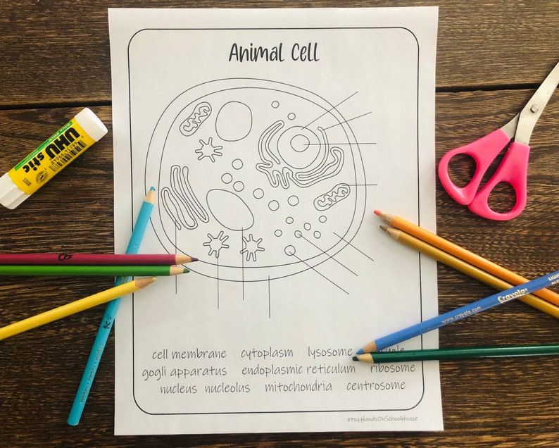 Animal Cell Coloring Sheet PDF Printable- a Homeschool or Classroom ...