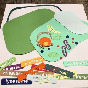 Plant Cell SVG and PDF Printable- a Homeschool or Classroom Science ...
