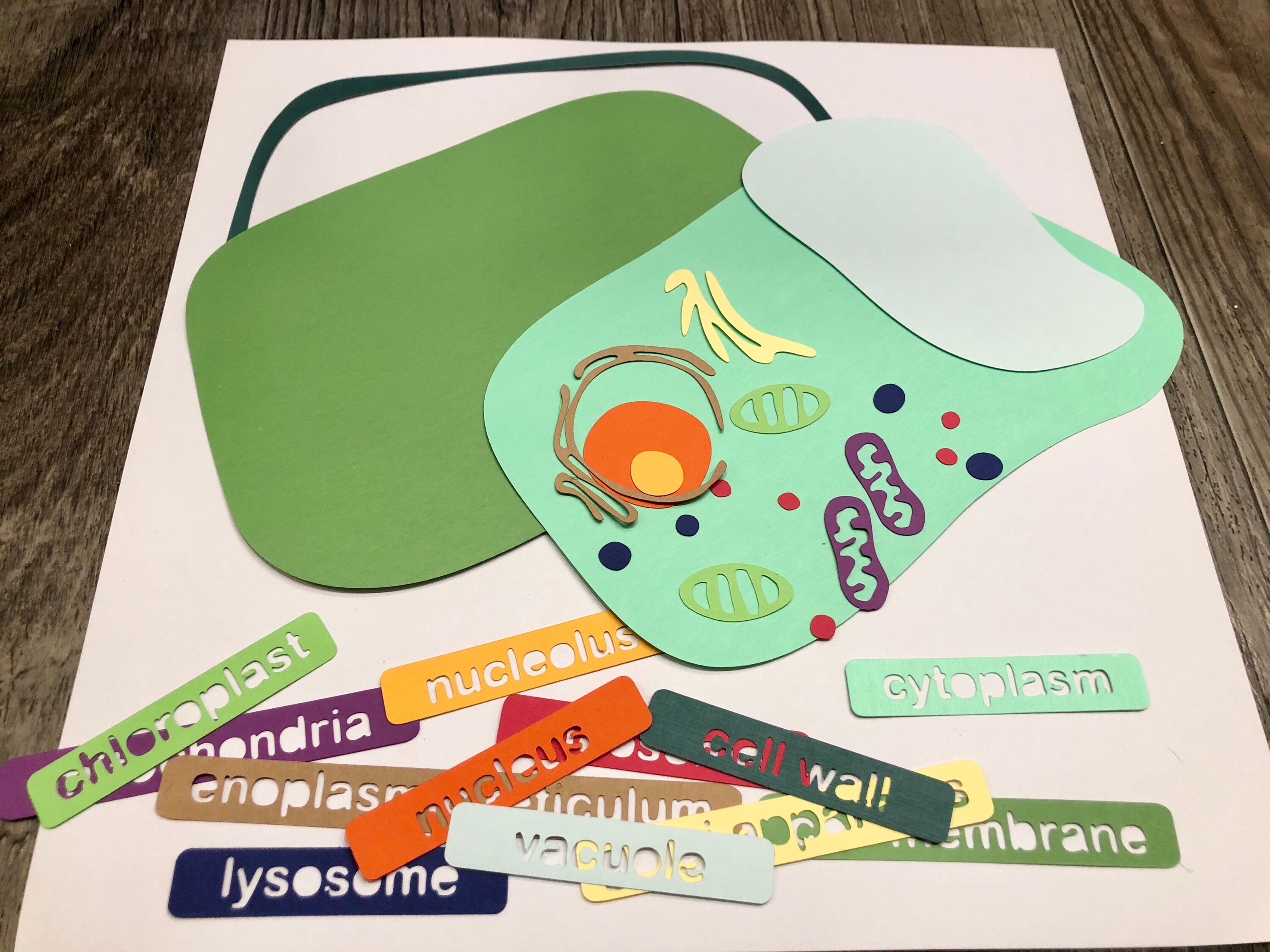 Plant Cell SVG and PDF Printable- a Homeschool or Classroom Science ...