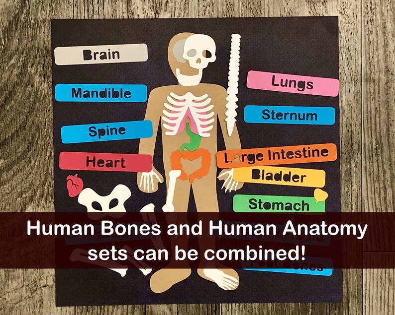 Human Anatomy SVG for Kids | Human Organs Cut File and Printable ...