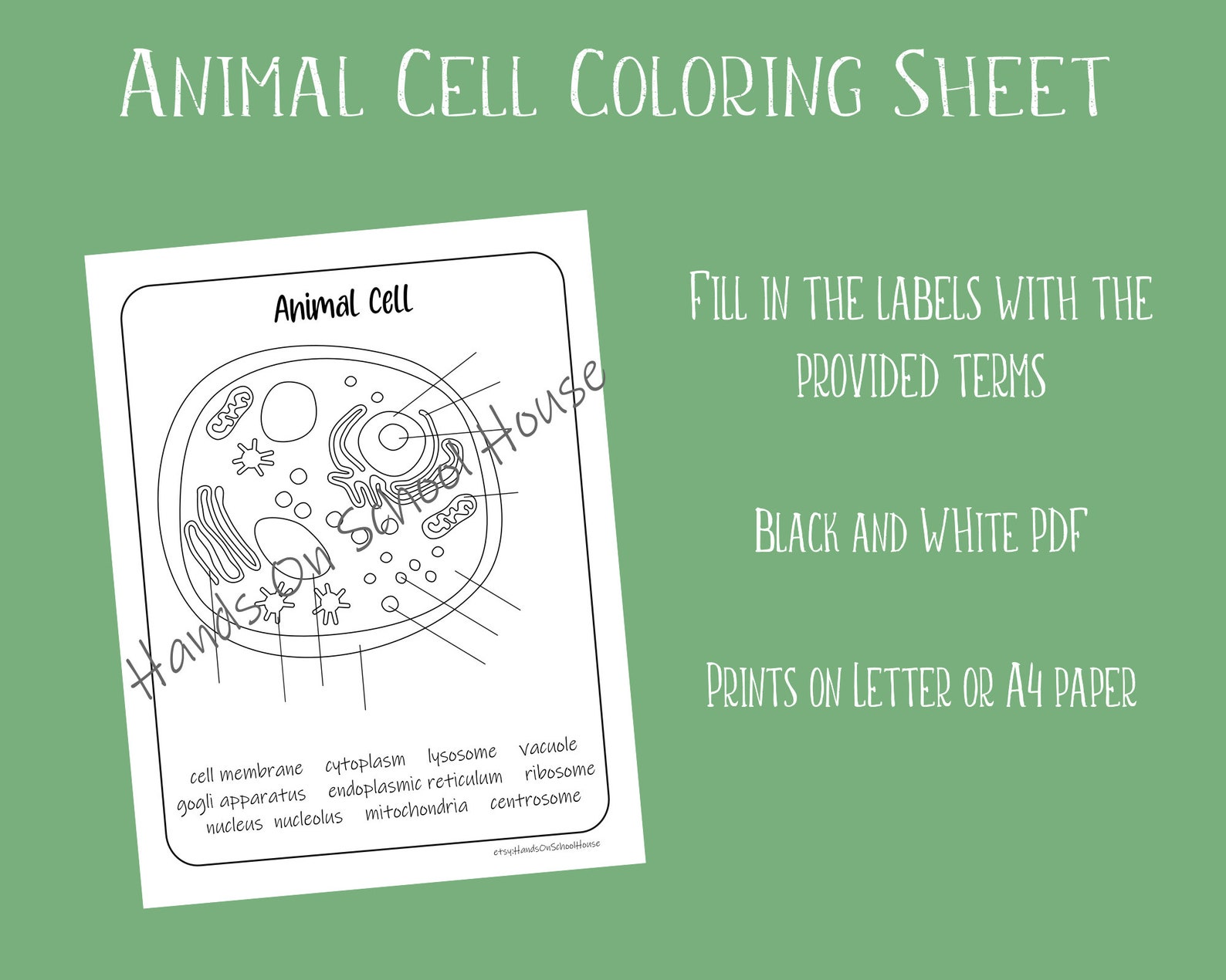 Animal Cell Coloring Sheet PDF Printable- a Homeschool or Classroom ...