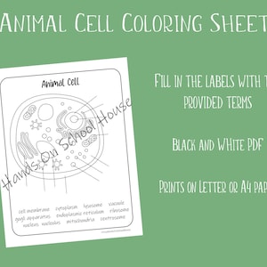 Animal Cell Coloring Sheet PDF Printable- a Homeschool or Classroom ...