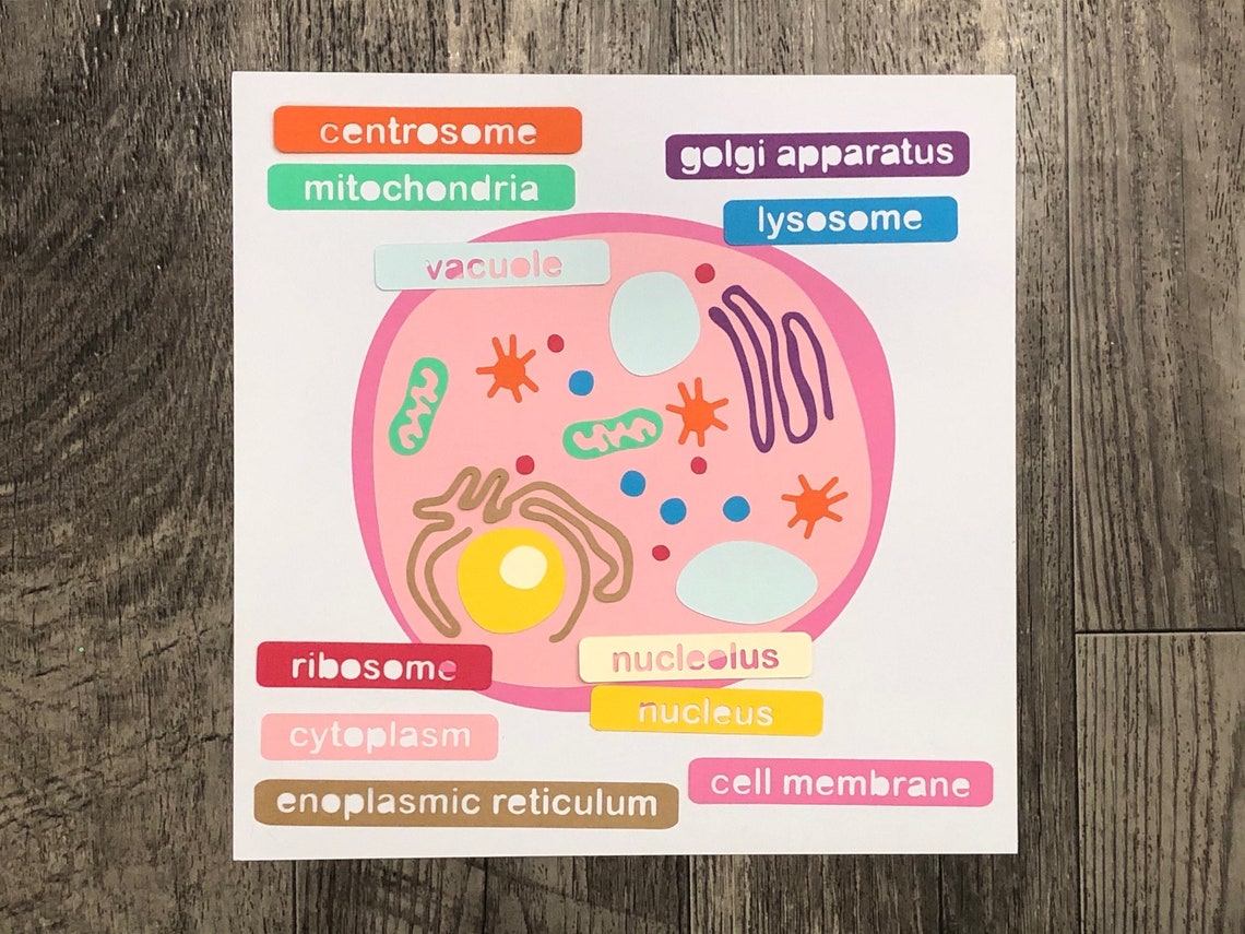 Animal Cell SVG and PDF Printable a Homeschool or Classroom | Etsy