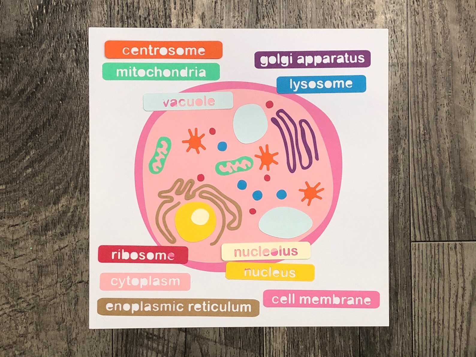 Animal Cell SVG and PDF Printable a Homeschool or Classroom | Etsy