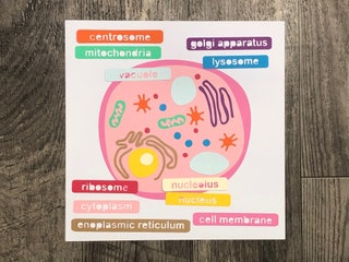 HandsOnSchoolHouse - Etsy